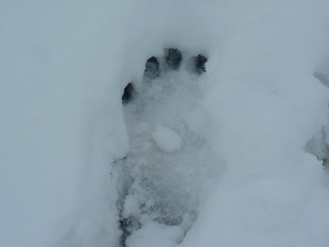 My sighting of Yeti footprints – Graham Hoyland